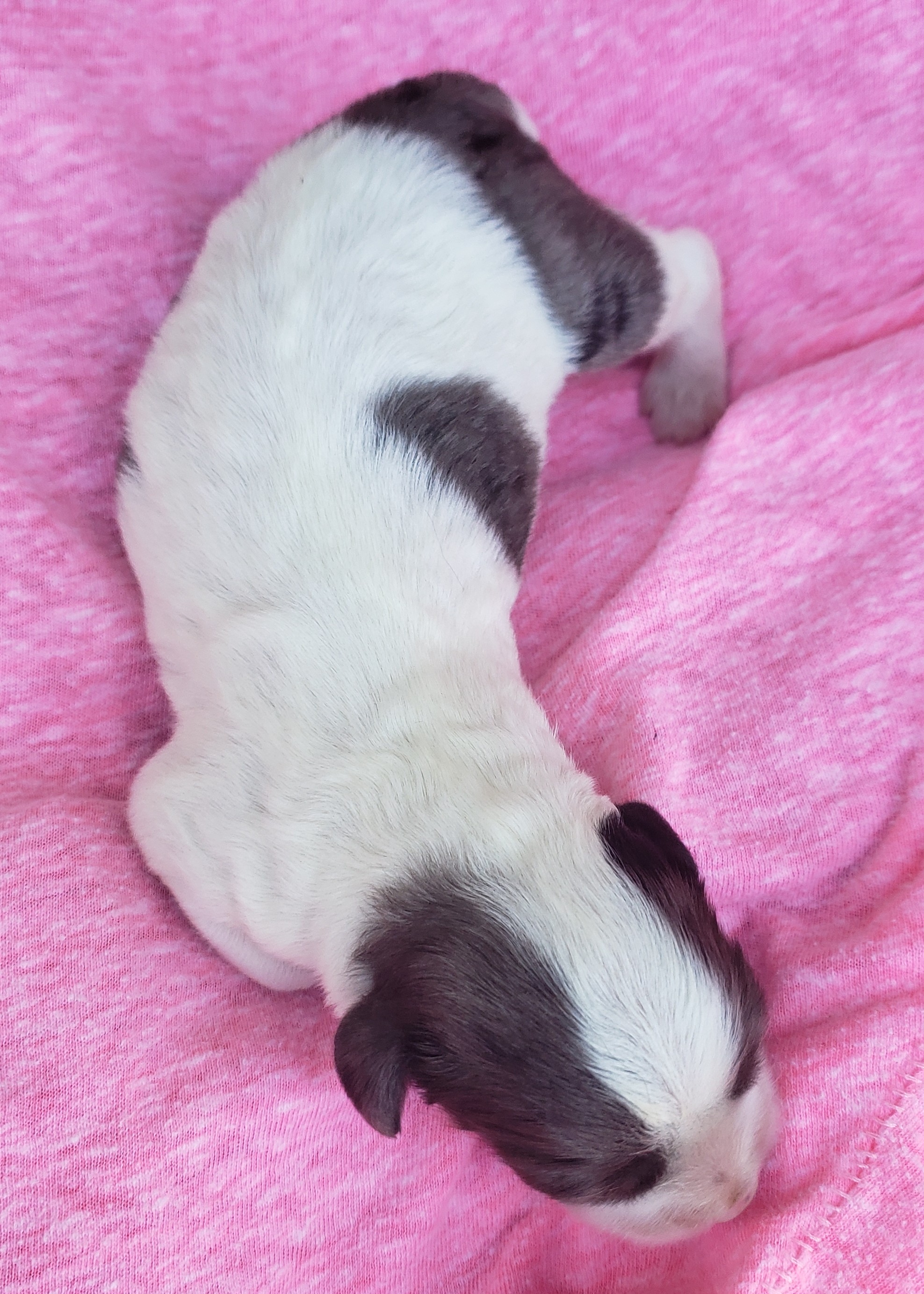 Gorgeous blue merle cavapoo female. Born 5 4 20. Elsha and Skylar are ...
