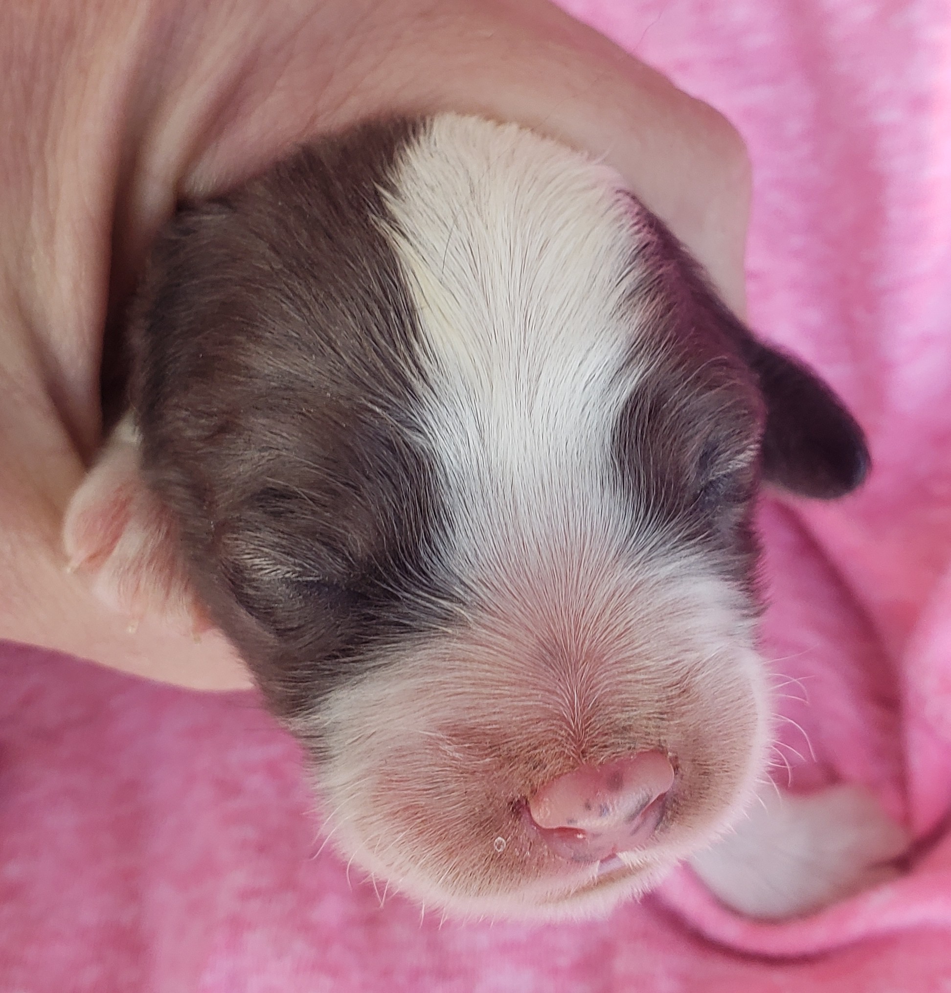 Gorgeous blue merle cavapoo female. Born 5 4 20. Elsha and Skylar are ...