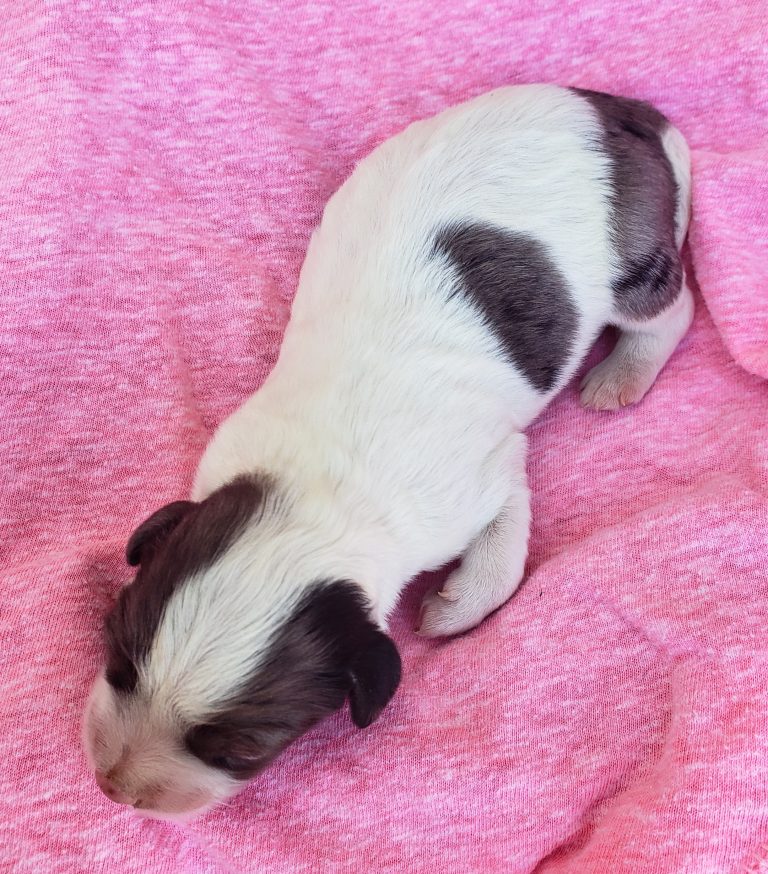Gorgeous blue merle cavapoo female. Born 5 4 20. Elsha and Skylar are ...