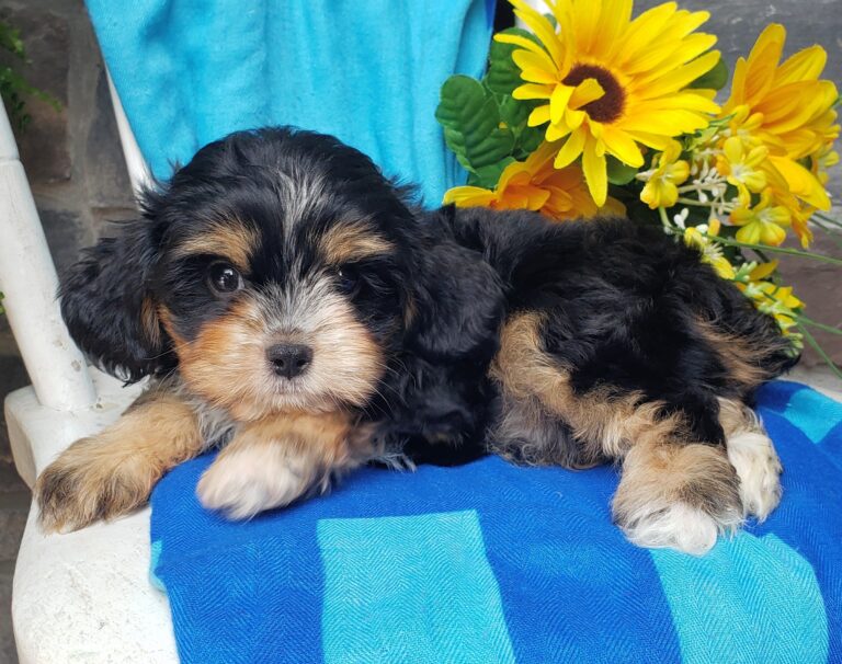 Mini king schnauzers! Born June 13-21. 3 boys!! Their mom cocoa is a ...