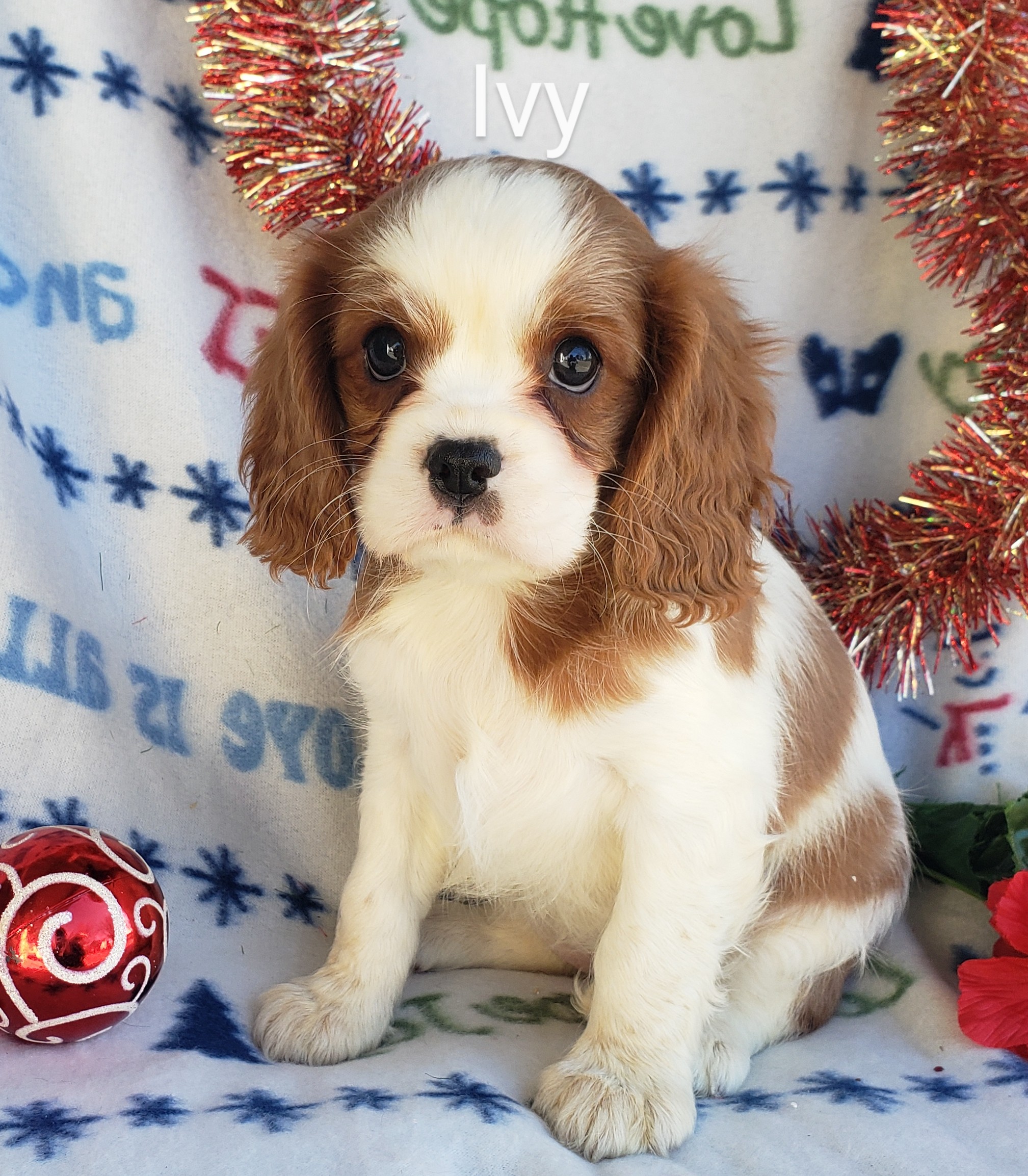 Cavalier babies! – Blossom Puppies