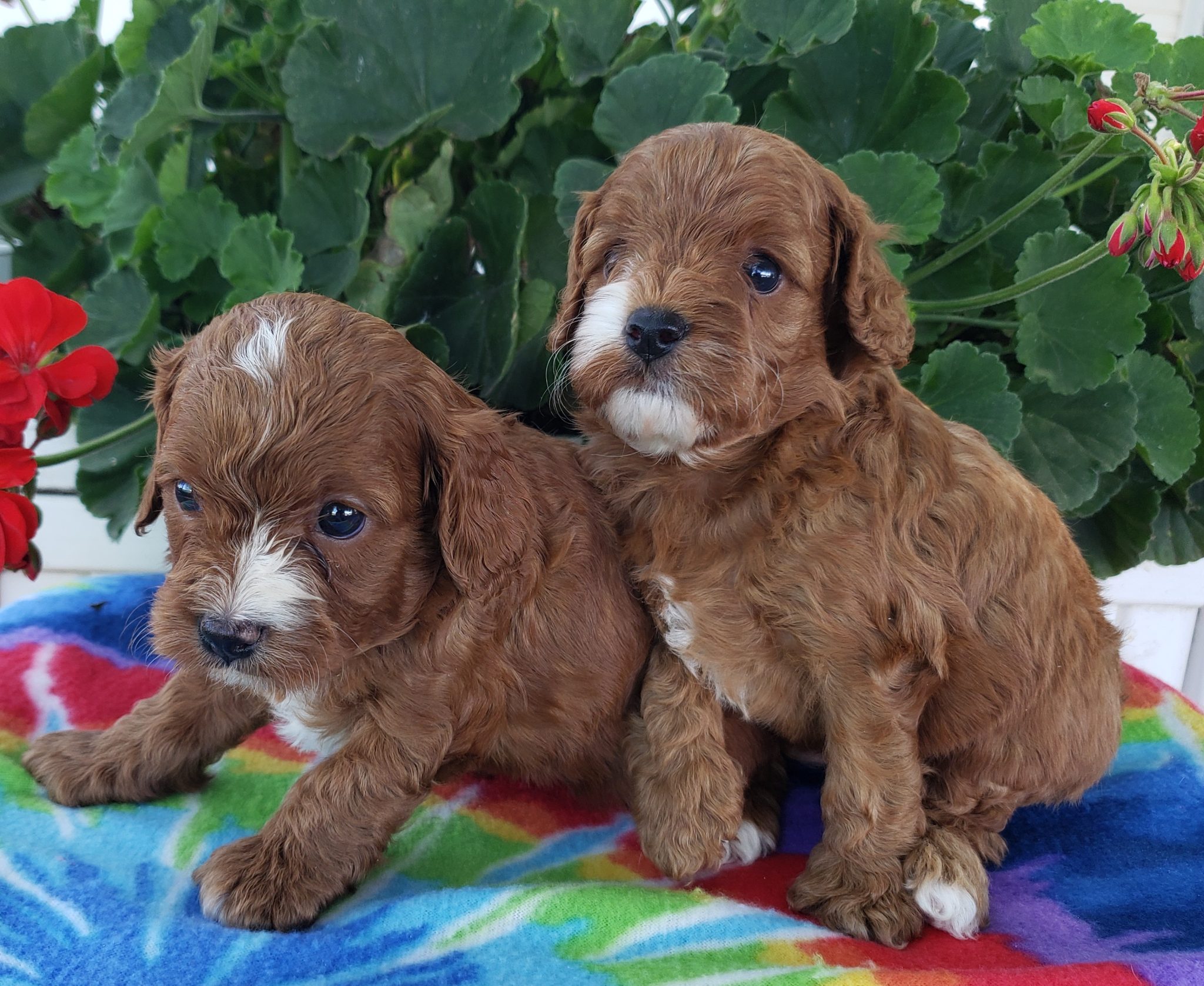 Nova had a adorable cavapoo litter! Born 6 20 22. 1 girl and 2 boys ...