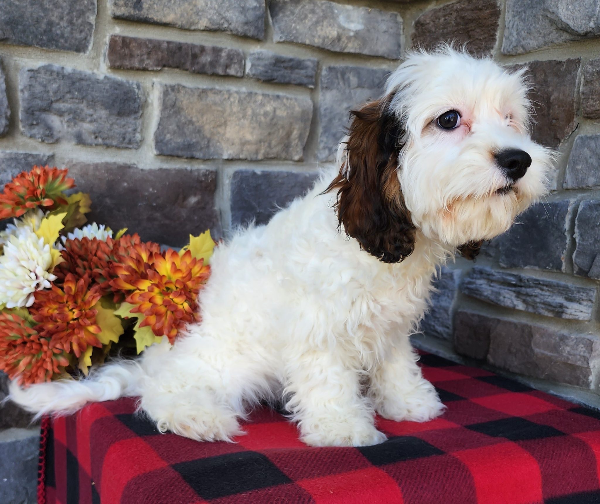 Meet Rena! She is a super sweet, gentle girl cavapoo . She was born 7 ...