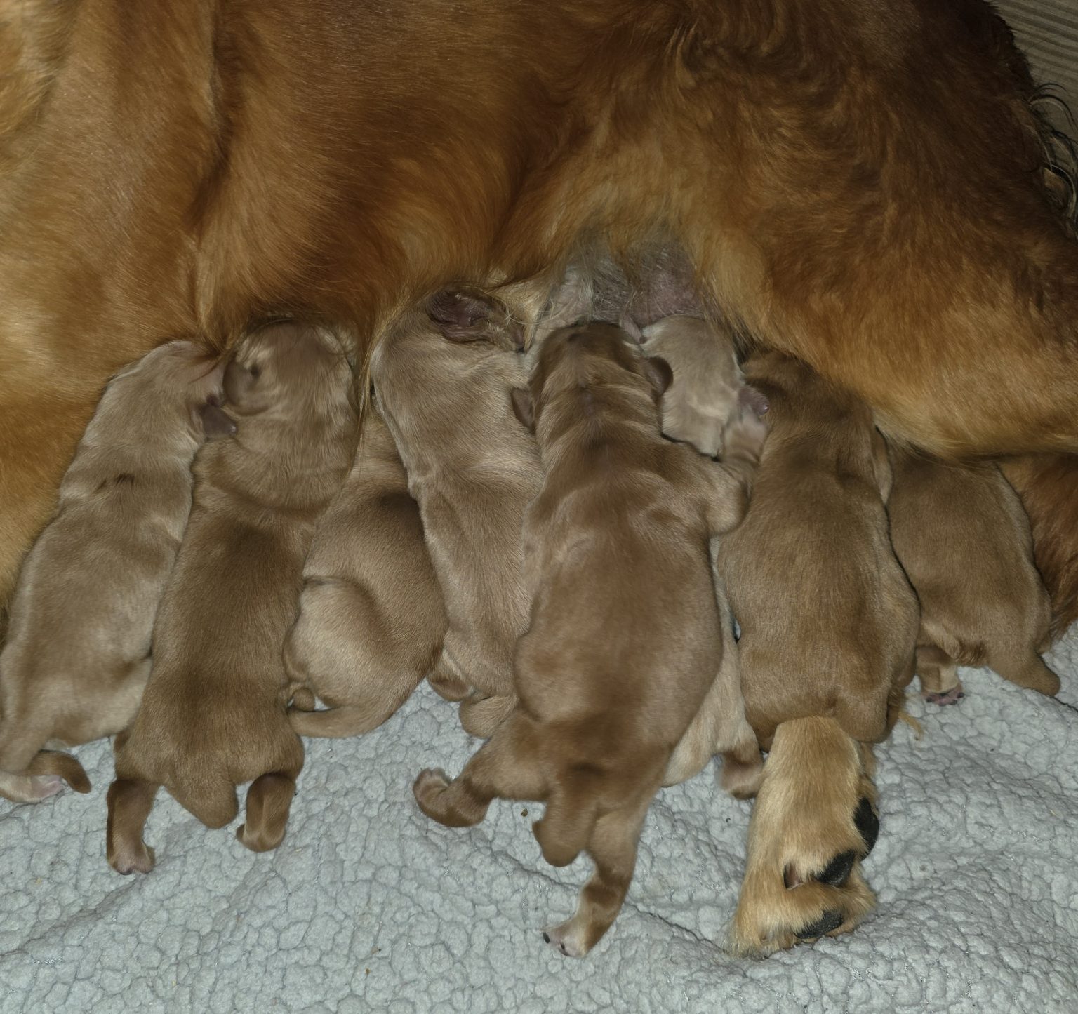 Zoey had 8 gorgeous babies Dec 3rd 2025. Four boys and four girls ...